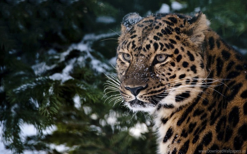 Free download | HD PNG anger leopard sadness snout snow wallpaper ...