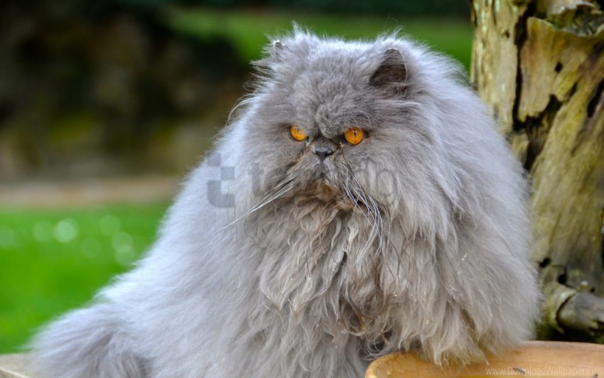 Free download | HD PNG angry cat furry persian cat wallpaper background ...