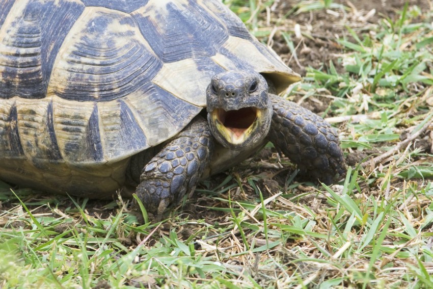 Free download | HD PNG angry grass shouting turtle wallpaper background ...