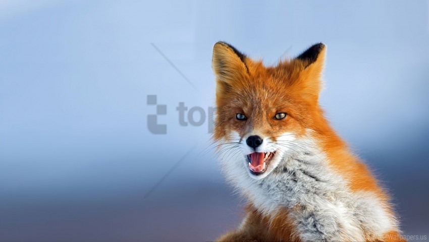 Free download | HD PNG animal background eyes fox muzzle wallpaper ...