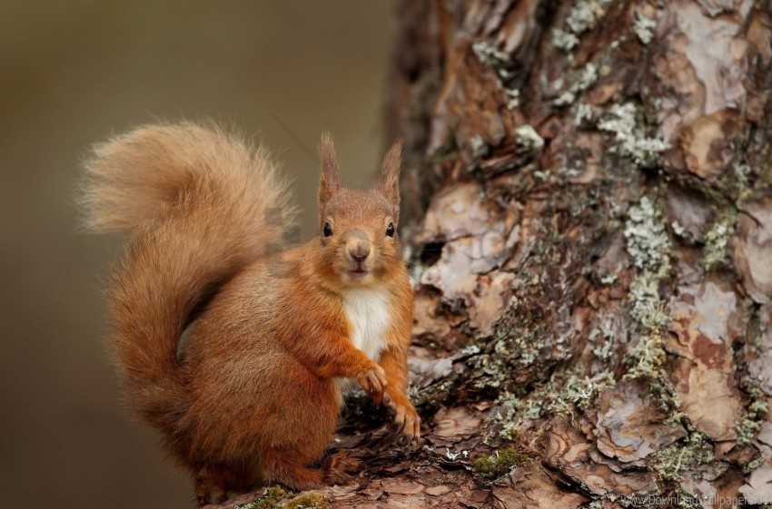 Free download | HD PNG animal bark look squirrel wood wallpaper ...