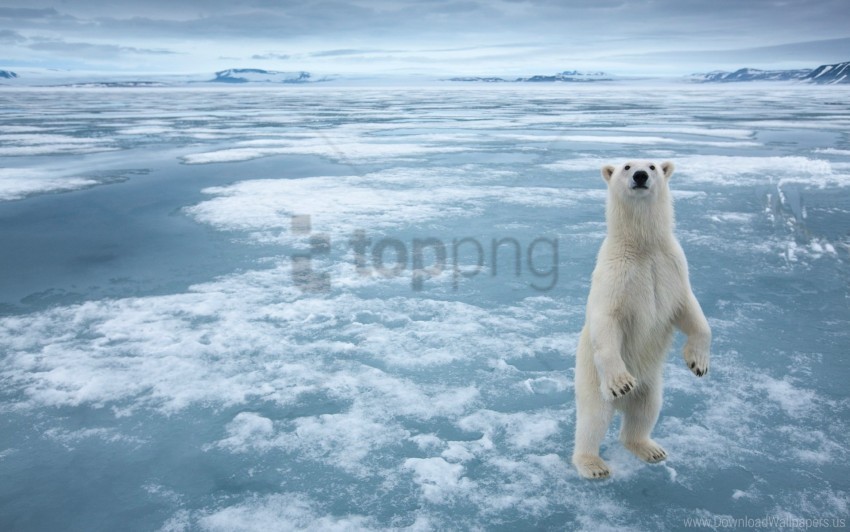 Free download | HD PNG animal bear ice snow white wallpaper background ...