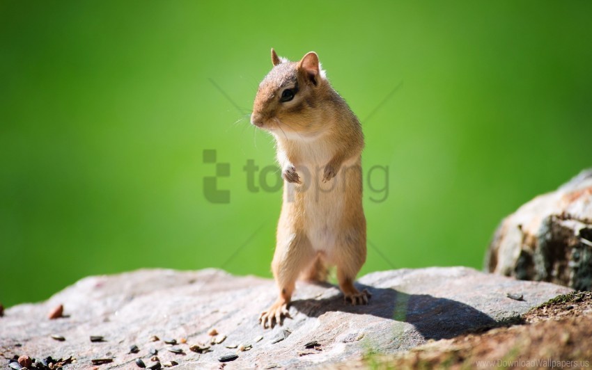 Free download | HD PNG animal chipmunk face walk wallpaper background ...