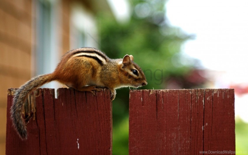 Free download | HD PNG animal chipmunk fence sitting wallpaper ...