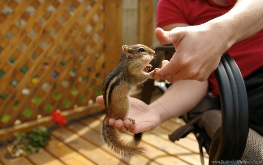 Free download | HD PNG animal chipmunk hand wallpaper background best ...