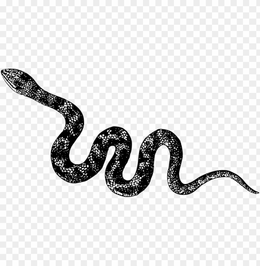 Free download | HD PNG animal cobra nature reptile snake venomous snake ...