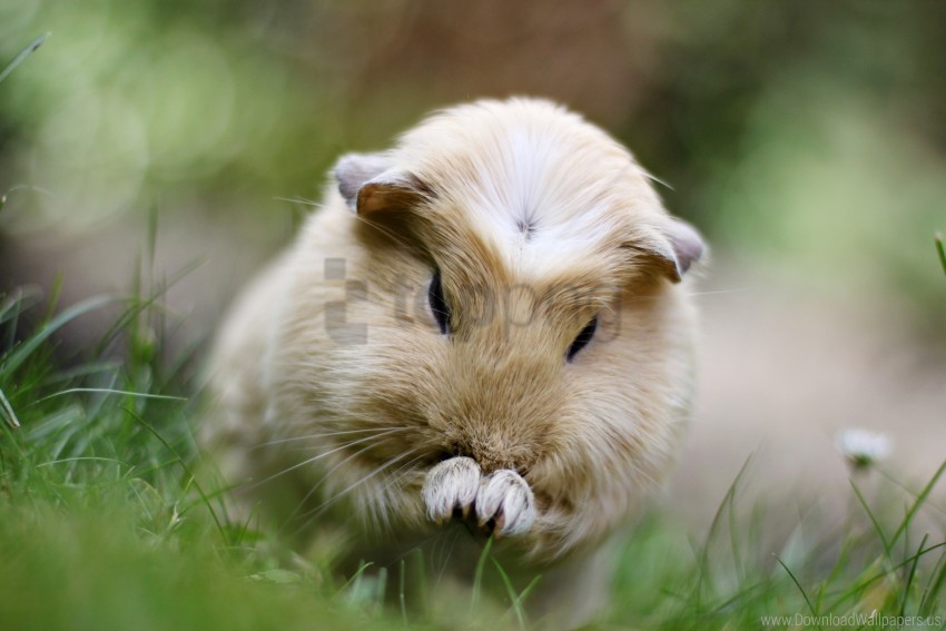 Free download | HD PNG animal color grass green mumps photo rodent sea ...