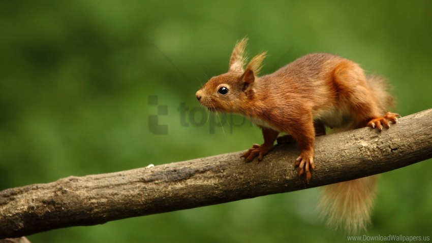Free download | HD PNG animal curiosity squirrel wallpaper background ...