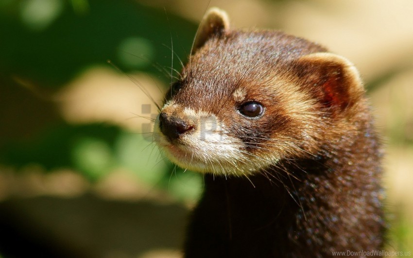 Free download | HD PNG animal face ferret head wallpaper background ...