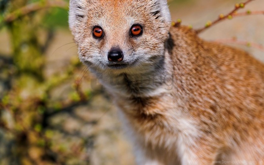 Free download | HD PNG animal face look mongoose wallpaper background ...
