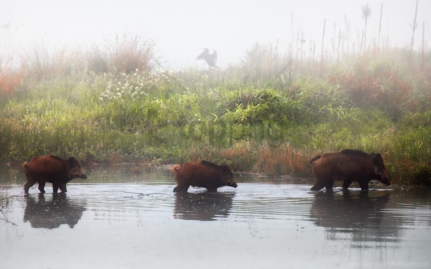 Free download | HD PNG animal fog grass pigs river shore three ...