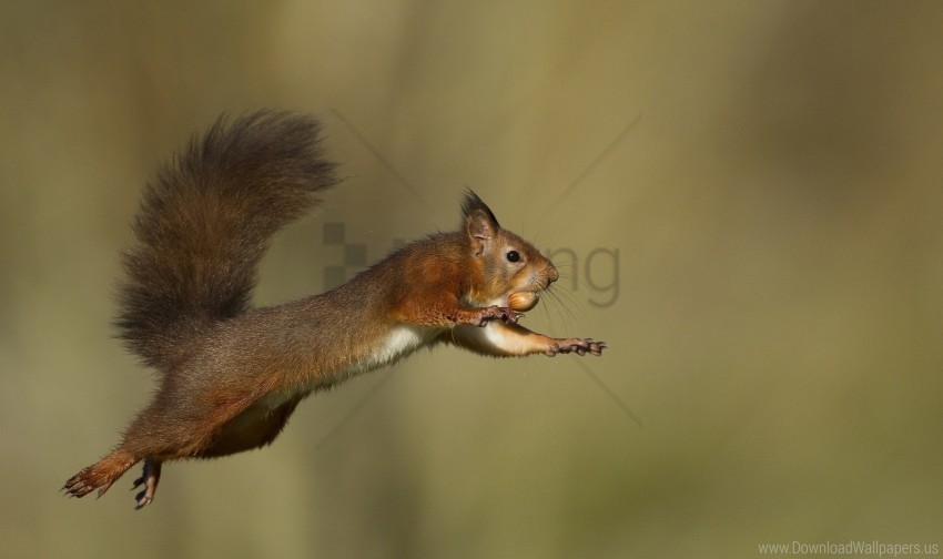 Free download | HD PNG animal food jump nut protein wallpaper ...