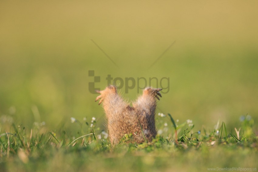 Free download | HD PNG animal gopher grass legs wallpaper background ...