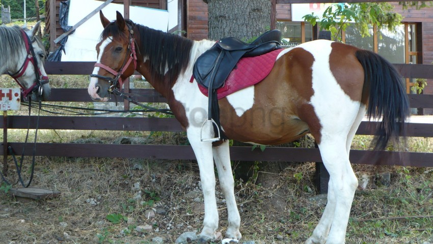 Free download | HD PNG animal horse saddle wallpaper background best ...