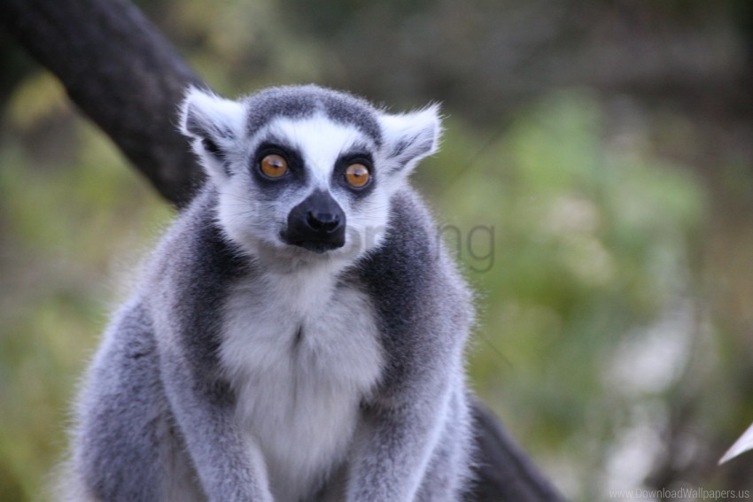 Free download | HD PNG animal lemur look wallpaper background best ...