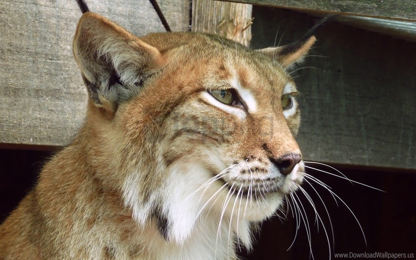 Free download | HD PNG animal lynx muzzle sadness wallpaper background ...