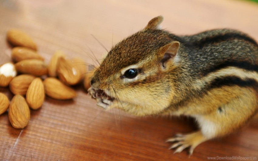 Free download | HD PNG animal nuts rodent squirrel wallpaper background ...