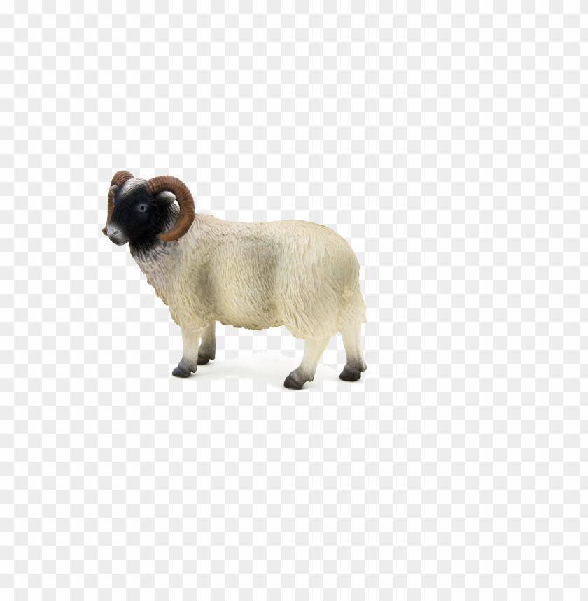 Free download | HD PNG animal planet black faced sheep ram PNG ...