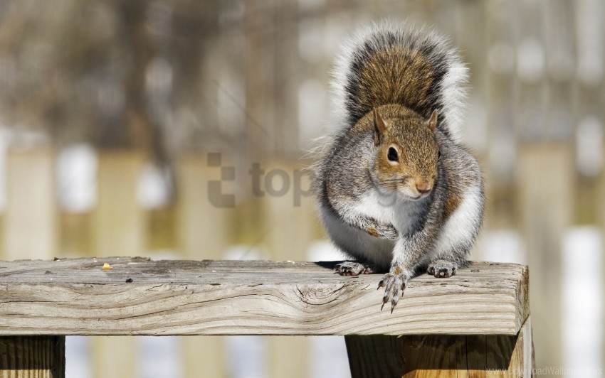 Free download | HD PNG animal railings squirrel wallpaper background ...