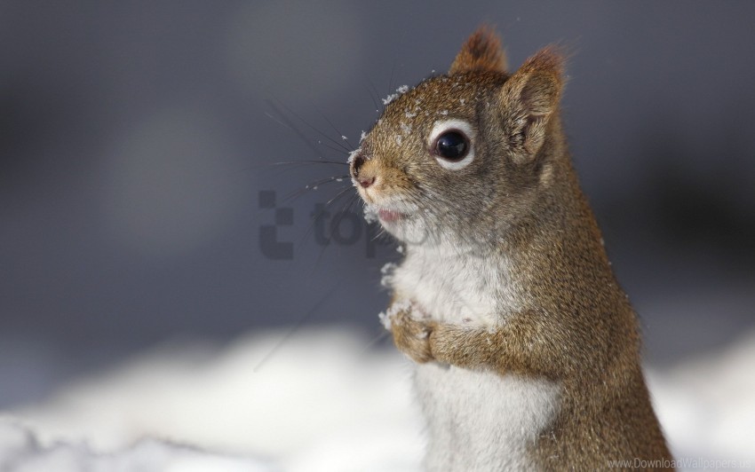 Free download | HD PNG animal snow squirrel wallpaper background best ...