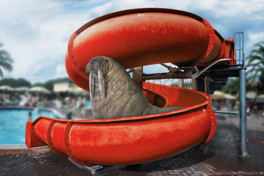 Free download | HD PNG animal walrus water park wallpaper background ...