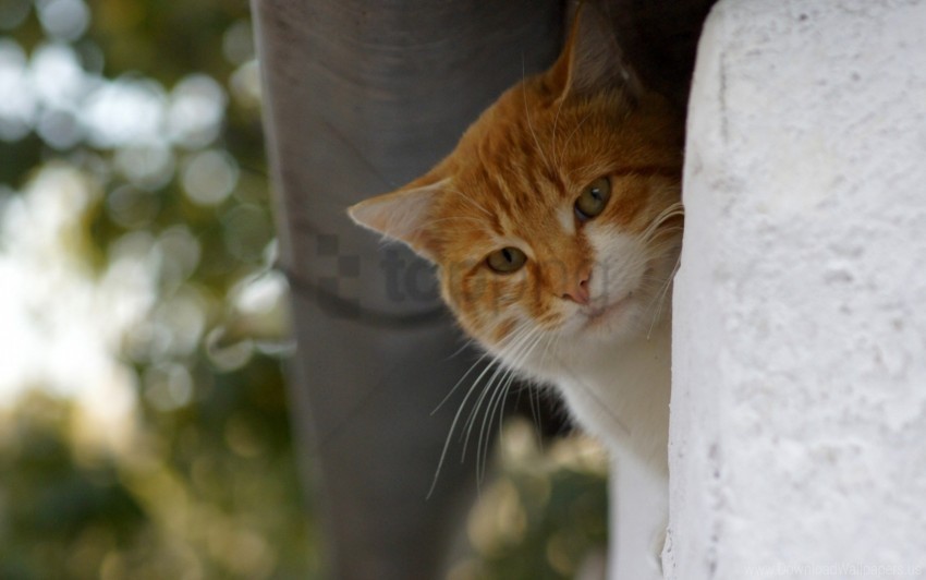 Free download | HD PNG animals autumn cat mustache red wallpaper ...