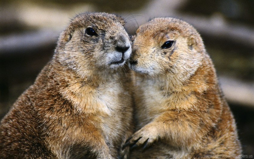 Free download | HD PNG animals couple gophers wallpaper background best ...