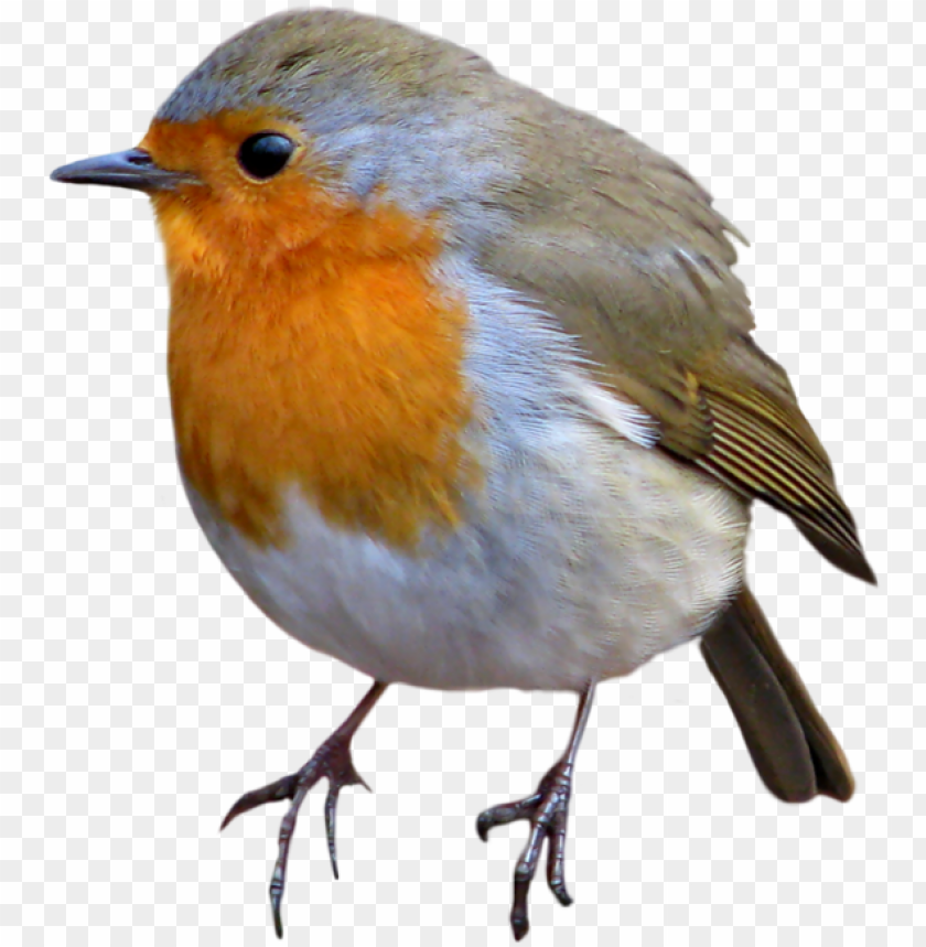 Free download | HD PNG animals images wrens robin bird photoshop ...