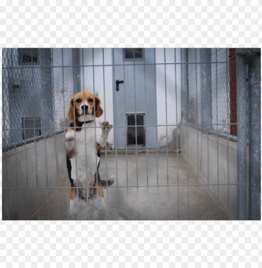Free download | HD PNG animals in labs PNG transparent with Clear ...