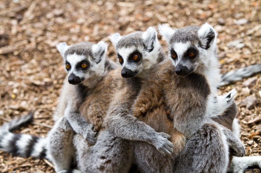 Free download | HD PNG animals lemurs three wallpaper background best ...