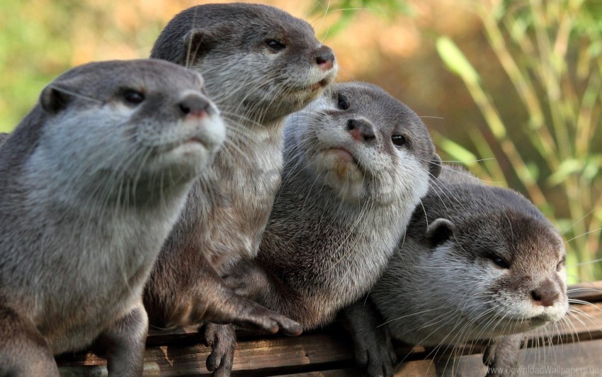 Free download | HD PNG animals otters view wallpaper background best ...