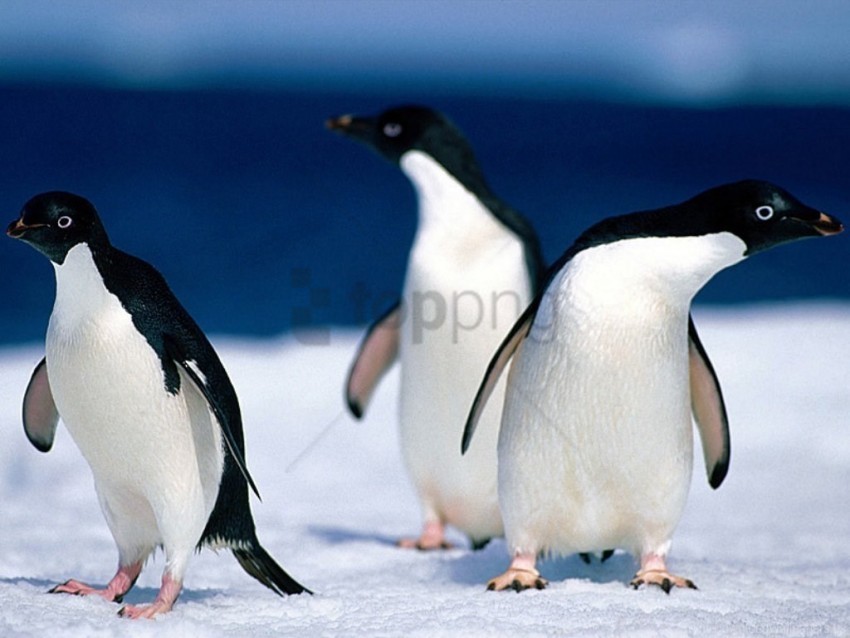 Free download | HD PNG animals pinguine wallpaper background best stock ...