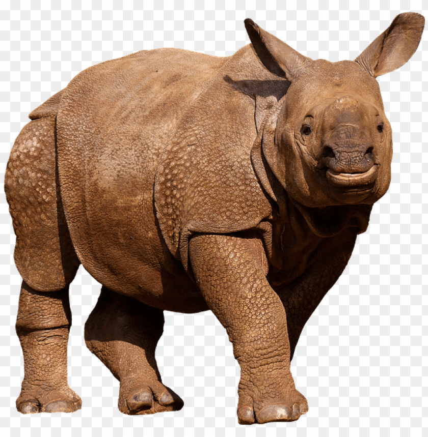 Free download | HD PNG animals wild animals rhino panzer thick skin zoo ...