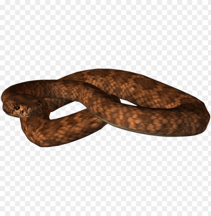 Free download | HD PNG coiled brown snake png | TOPpng