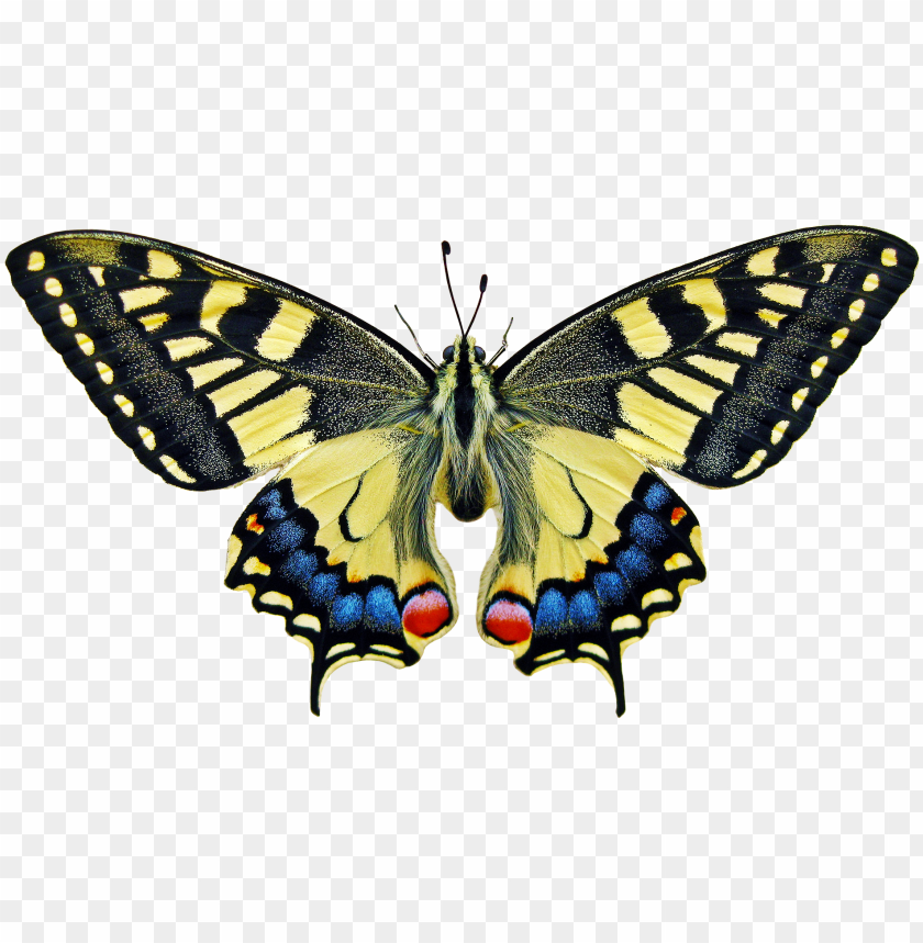 Free download | HD PNG anise swallowtail butterfly meani PNG ...