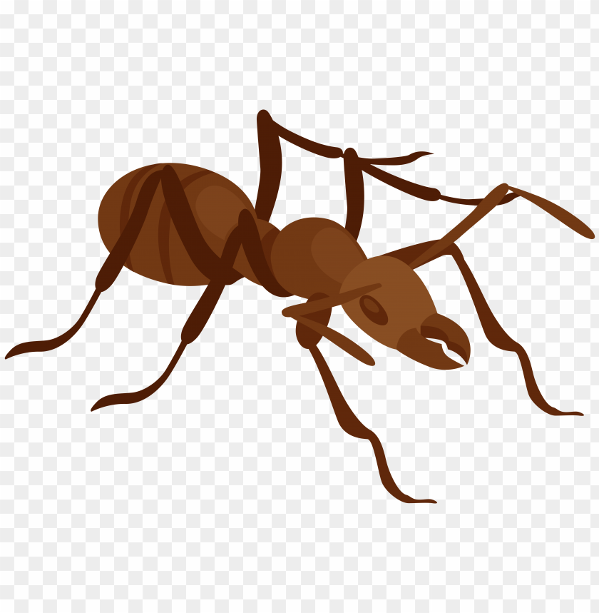 Free download | HD PNG large brown ant transparent clipart png photo ...