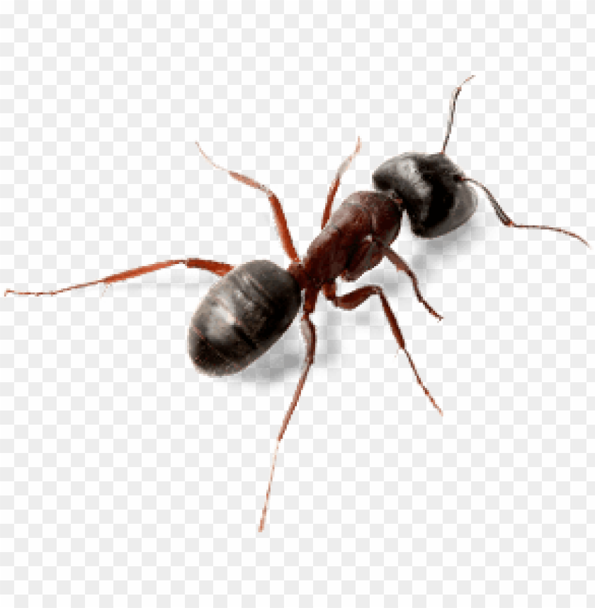 Free download | HD PNG ant top view | TOPpng