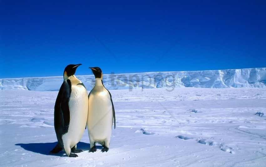 Free download | HD PNG antarctica couple ice penguins snow winter ...