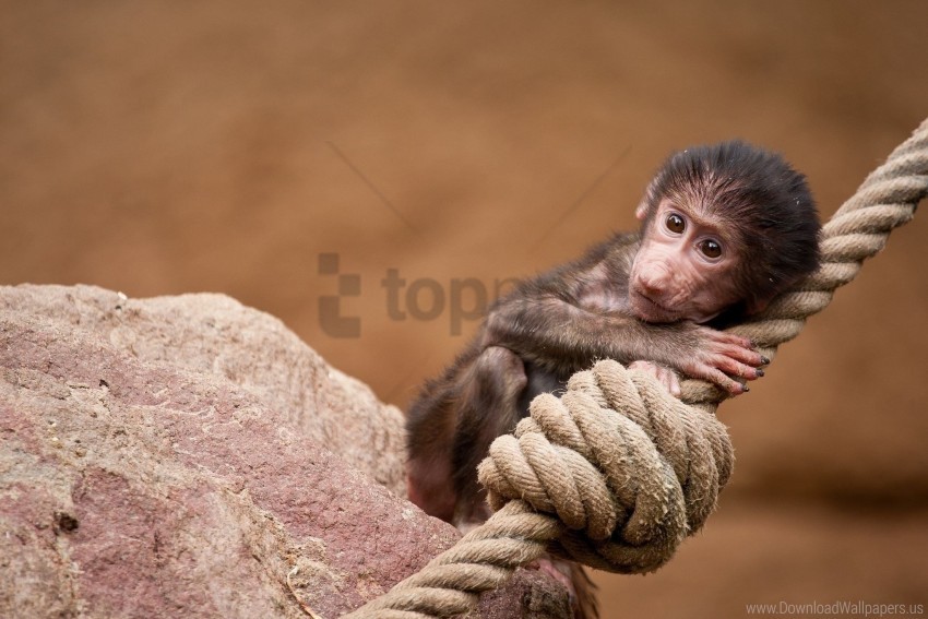 Free download | HD PNG ape monkey rope wallpaper background best stock ...