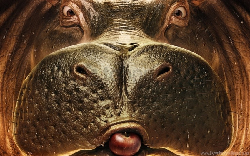 Free download | HD PNG apple behemoth face wallpaper background best ...