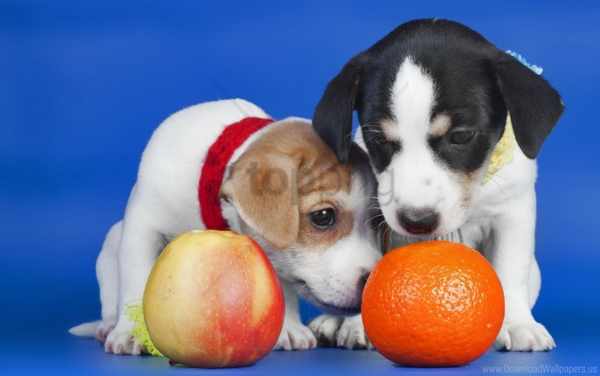 Free download | HD PNG apple dogs orange puppies wallpaper background ...