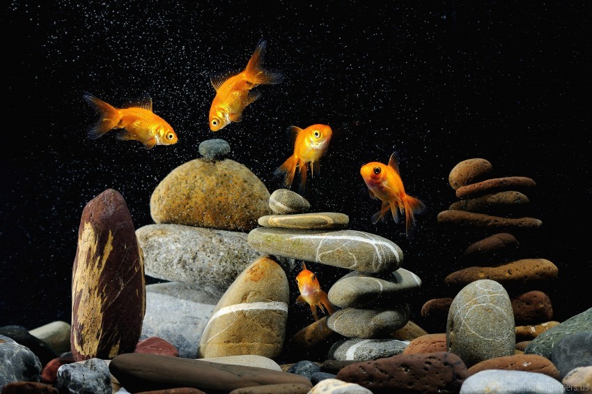 Free download | HD PNG aquarium black background fish rocks wallpaper ...