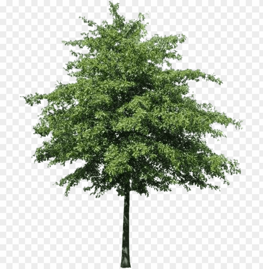 Free download | HD PNG arbre détouré détourage photoshop watercolor ...