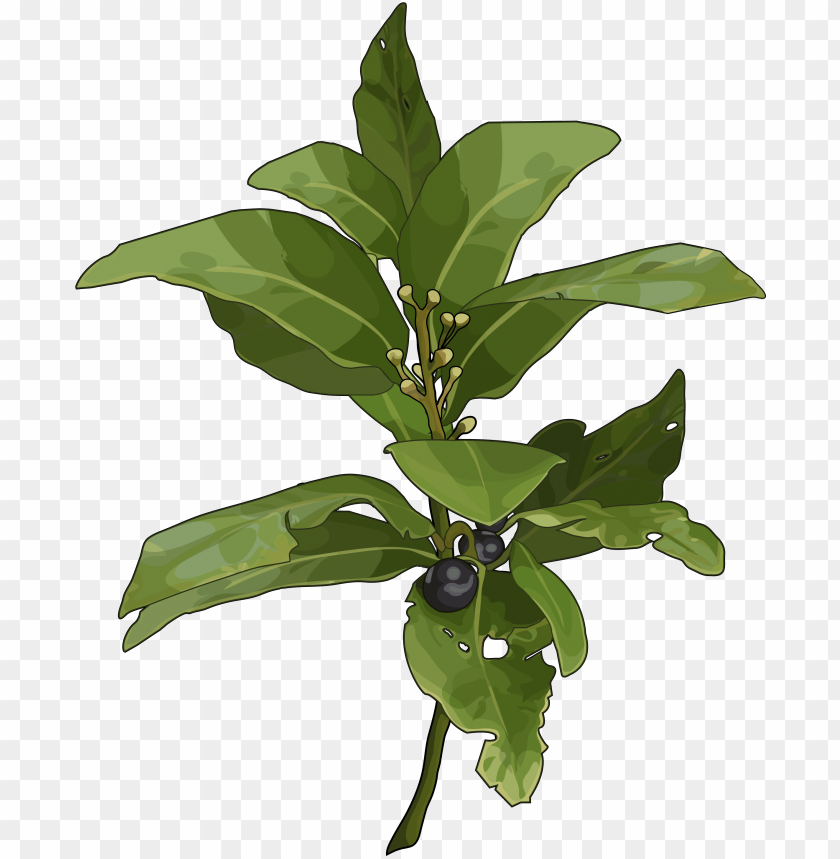 Free download | HD PNG archivo laurel rowan leaf PNG transparent with ...