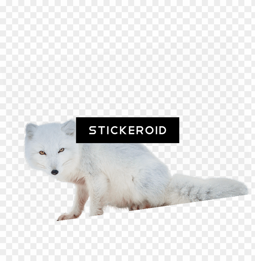 Free download | HD PNG arctic fox animals arctic fox PNG transparent ...