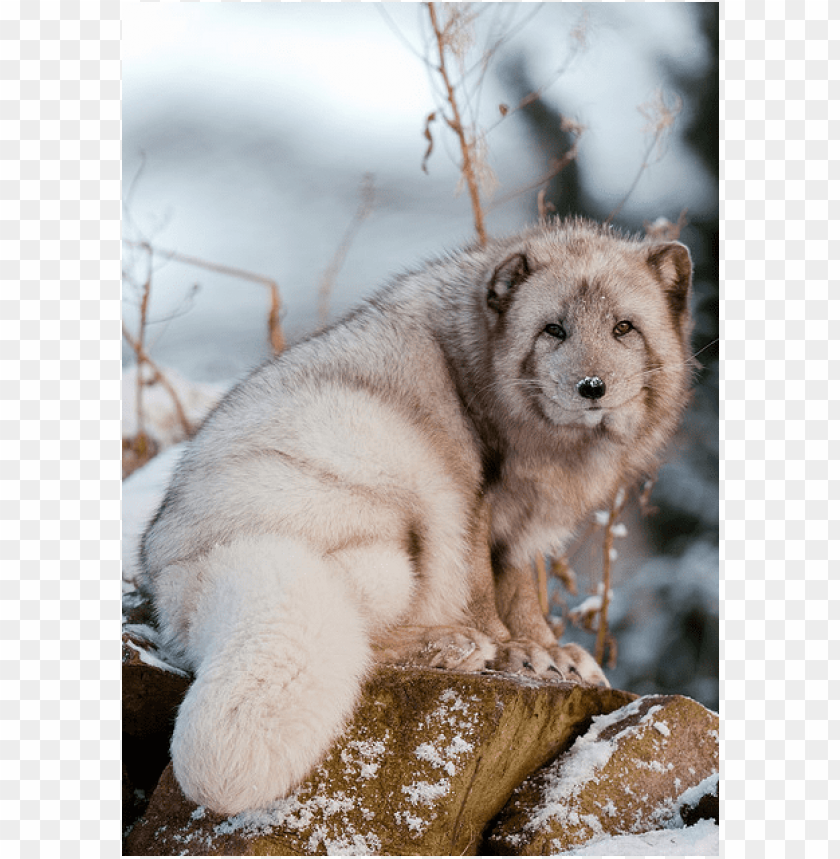 Free download | HD PNG adorable arctic fox on snow png clipart png ...