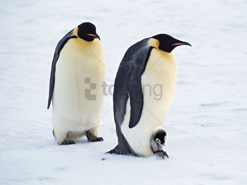 Free download | HD PNG arctic pair penguins wallpaper background best ...