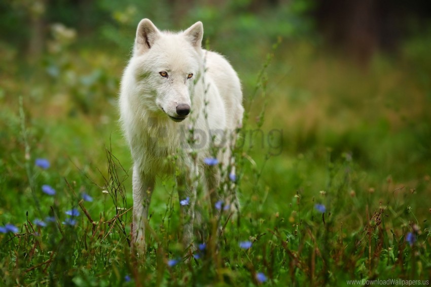 Free download | HD PNG arctic wolf predator wolf wallpaper background ...