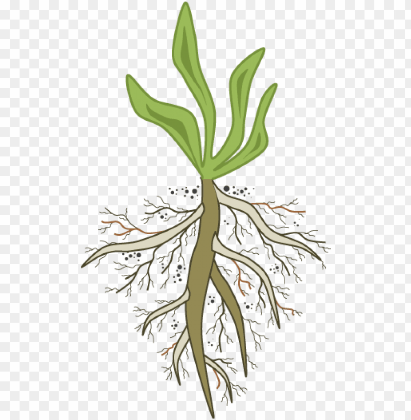 Free download | HD PNG are you in the pursuit of root root cause ...
