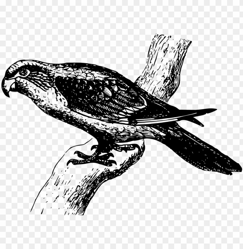 Hawk Tauh cutout PNG & clipart images | TOPpng
